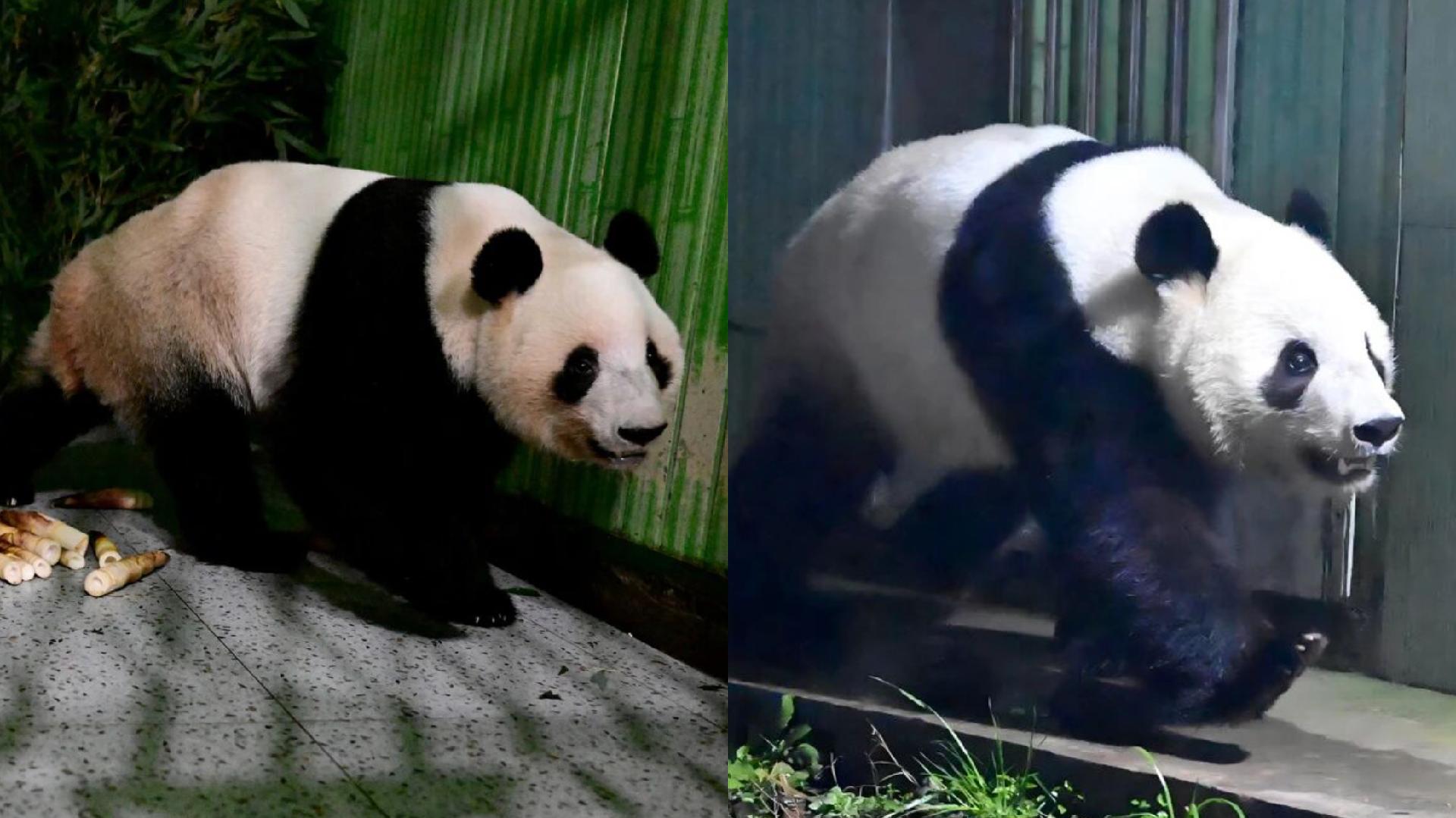 Last two giant pandas in Japan return to China - CGTN