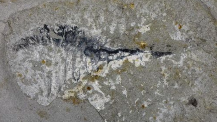 Chinese fossil find illuminates Earth's earliest mass extinction - CGTN