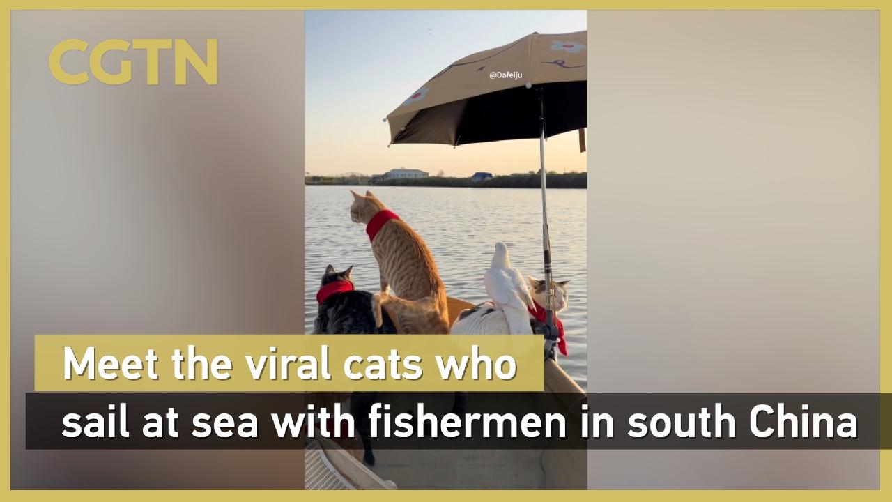 Meet the viral cats who sail at sea with fishermen in south China - CGTN