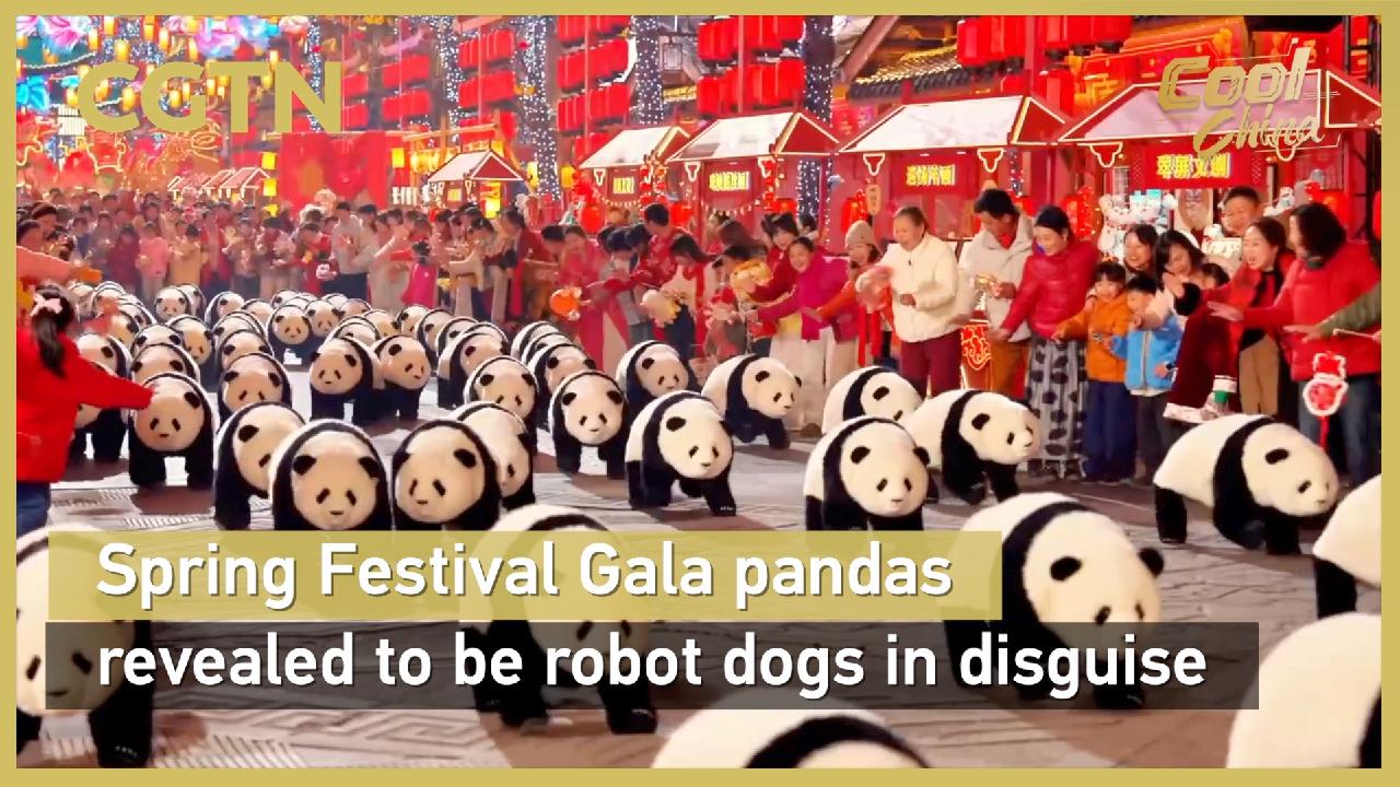 Spring Festival Gala pandas revealed to be robot dogs in disguise - CGTN