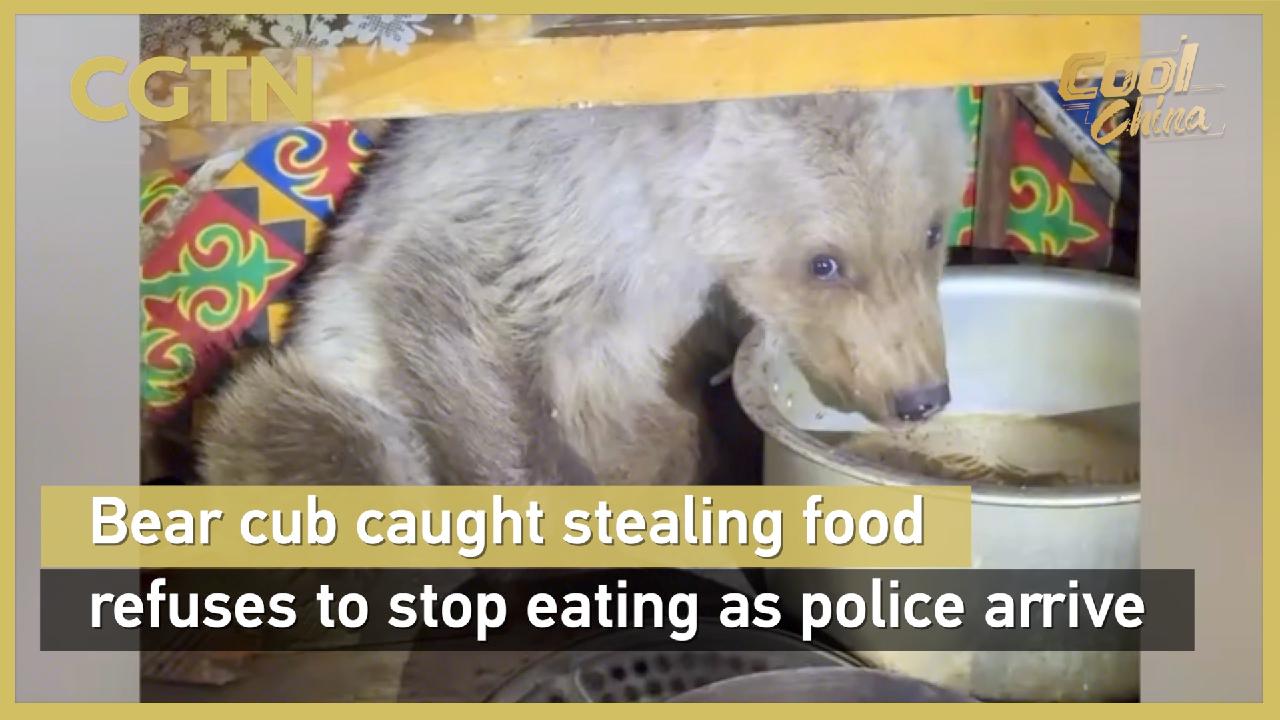 Bear cub caught stealing food refuses to stop eating as police arrive ...