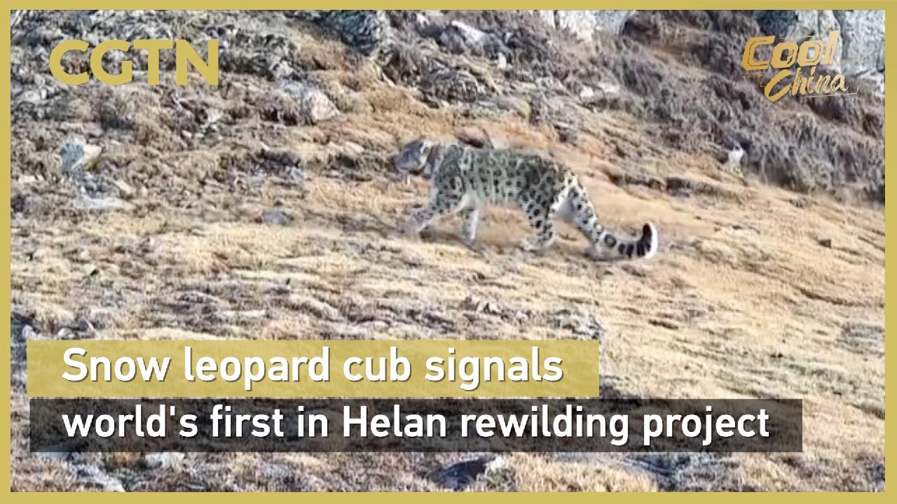 Snow leopard cub signals world's first in Helan rewilding project - CGTN