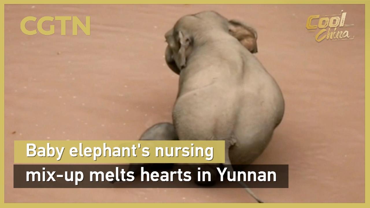 Baby elephant's nursing mix-up melts hearts in Yunnan - CGTN