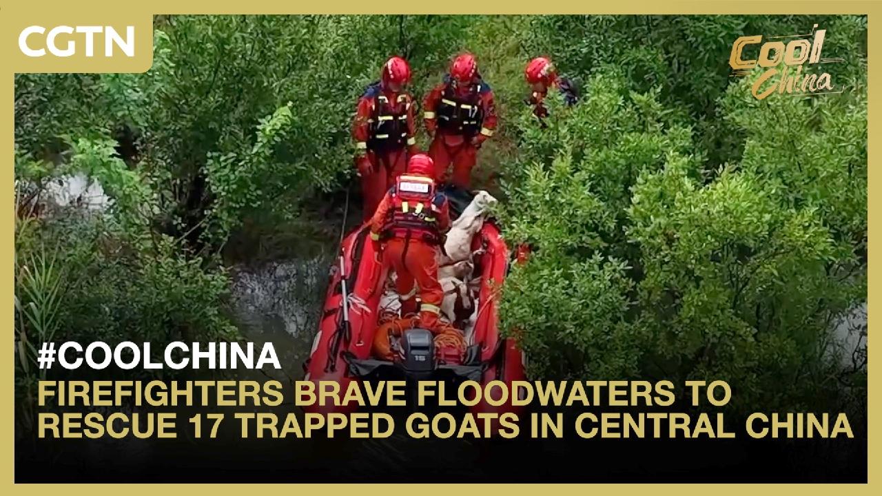 Firefighters brave floodwaters to rescue 17 trapped goats in China - CGTN