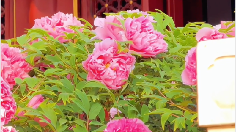 Spring feels like this Beihai Park in Beijing - CGTN
