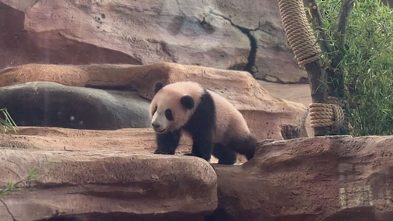 Indonesia-born giant panda cub makes public debut - CGTN