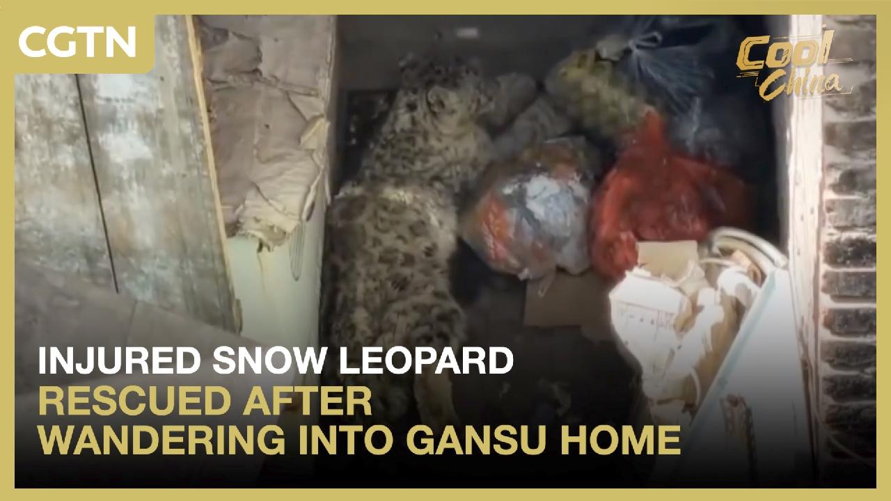 Injured snow leopard rescued after wandering into Gansu home - CGTN