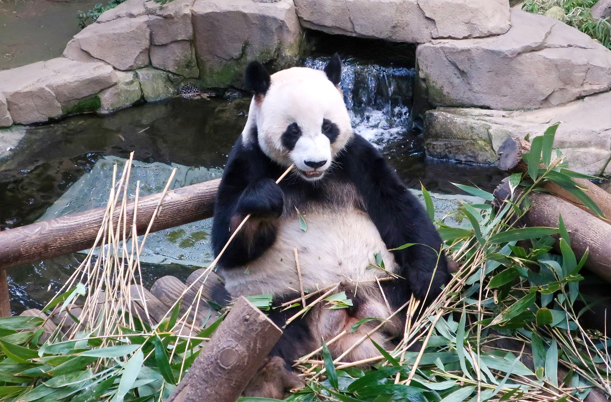 Chinese giant panda in ROK gives birth to fourth cub - CGTN