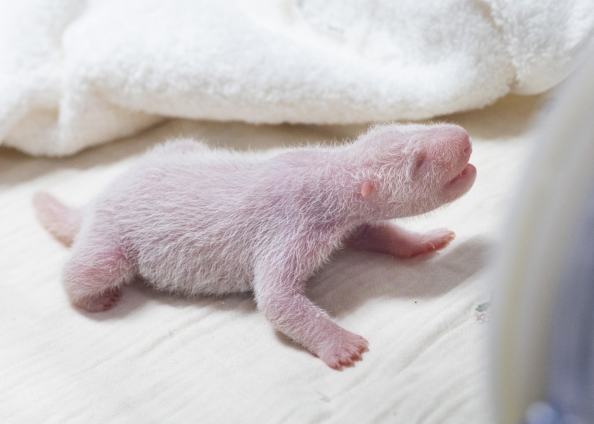 Chinese giant panda in ROK gives birth to fourth cub - CGTN