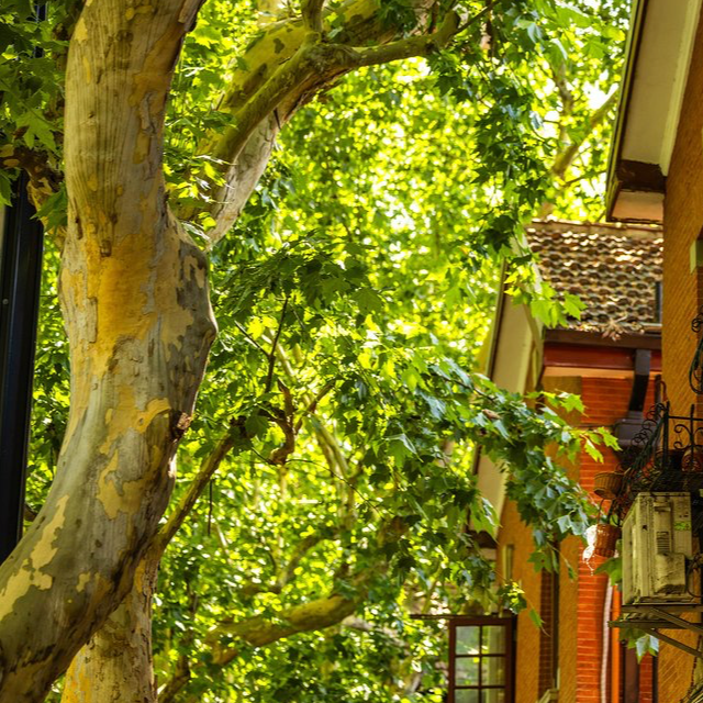 Shanghai through cinema: Under the plane trees - CGTN