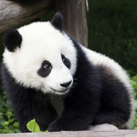 First giant panda born in the Netherlands - CGTN