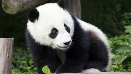 First giant panda born in the Netherlands - CGTN