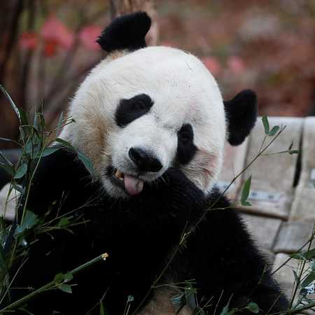 U.S.-born Panda Bei Bei returns to China - CGTN