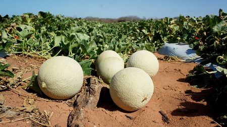 Brazil likely to start melon export to China in December - CGTN