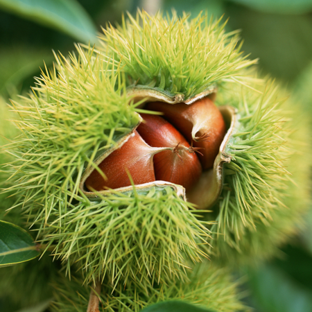China's Flora Tour: Where do delicious chestnuts come from? - CGTN