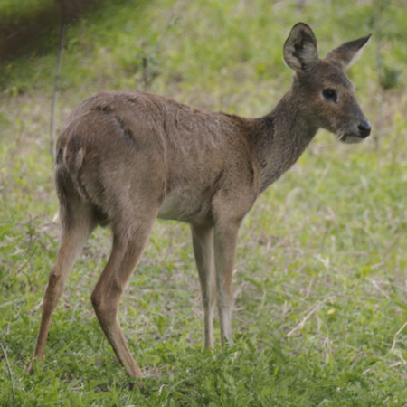 Vampire alert! A rare look at Chinese water deer in Nanhaizi, Beijing ...