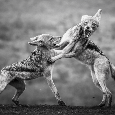 Who will be the winner of this boisterous 'game'? - CGTN