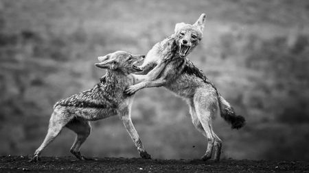 Who will be the winner of this boisterous 'game'? - CGTN