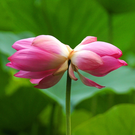 Double lotus blossom brings romance and joy to the Old Summer Palace - CGTN