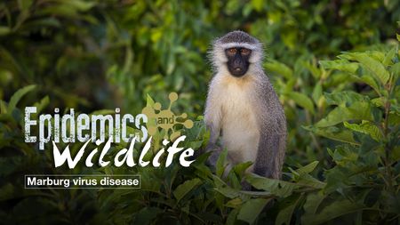 How are African green monkeys linked to Marburg virus? - CGTN