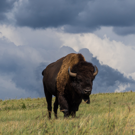 Time ticks away at wild bison genetic diversity - CGTN