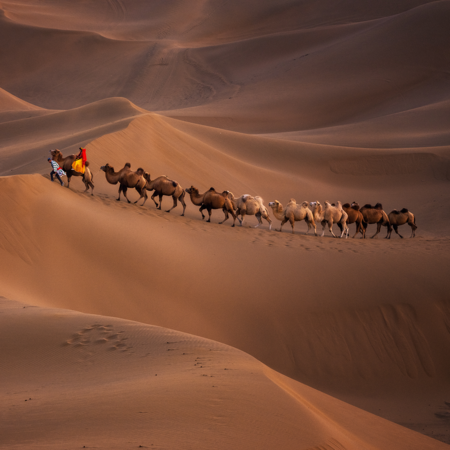 Animal husbandry helps farmers in Xinjiang out of poverty - CGTN