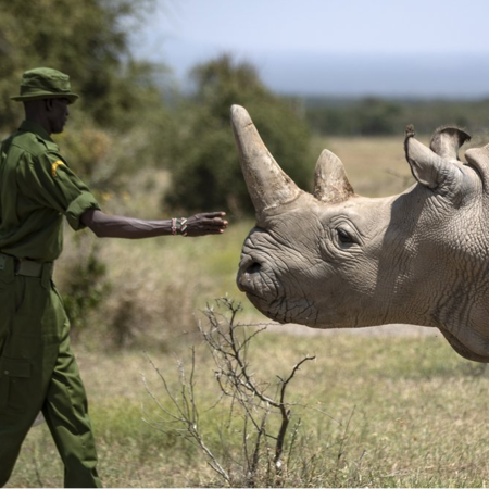 Amazing: New embryo to help nearly extinct rhino species survive - CGTN
