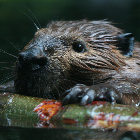 Meet the only beaver species in China, cute and intelligent - CGTN