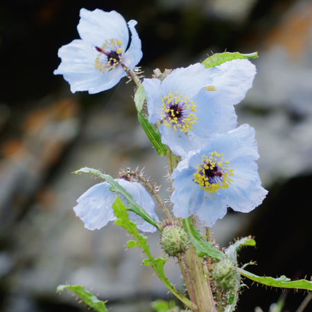 China's Flora Tour: Touch the sky, the colorful poppy in the Himalayas ...