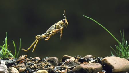 Chinese researchers use satellite data to monitor desert locusts - CGTN
