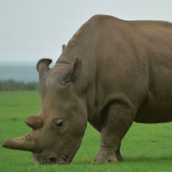 Scientists successfully transfer 1st test tube rhino embryo - CGTN