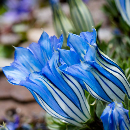 China's Flora Tour: Why flowers on plateaus are often blue? - CGTN