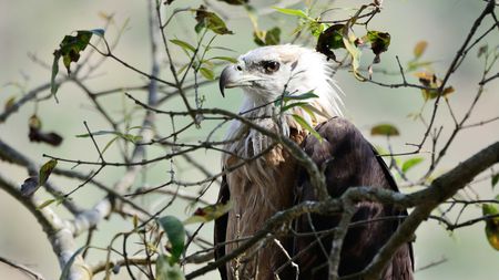 Pallas's fish eagle spotted in Qinghuahai wetland in southwest China - CGTN