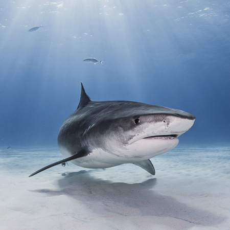 Mediterranean sharks risk 'disappearing': conservationists - CGTN