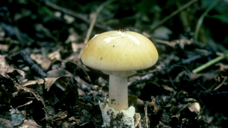 Alien Fungi: The deadly fungi with a harmless look - CGTN