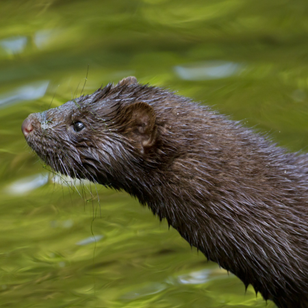 American mink, the swift diver of the Changbai Mountains - CGTN