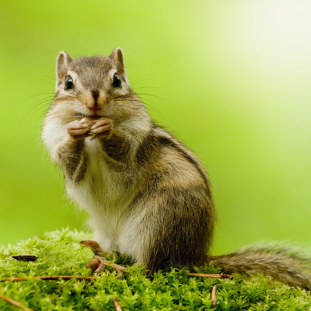 'Rat-a-tat! Happy Rat Year!' says the chipmunk - CGTN