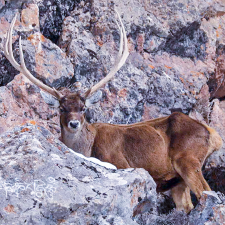 More white-lipped deer spotted in NW China's Gansu - CGTN