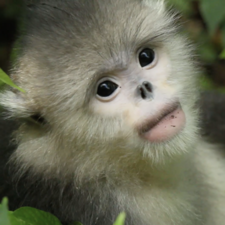 The adorable Yunnan snub-nosed monkeys - CGTN