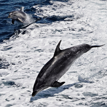 New Zealand unveils plan to protect endangered dolphins - CGTN