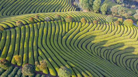 Picturesque tea fields in E China waiting for harvest - CGTN