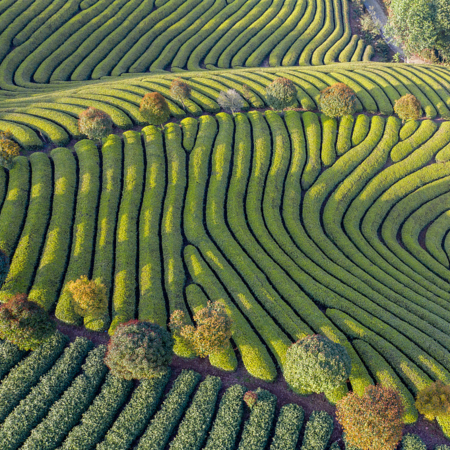 Picturesque tea fields in E China waiting for harvest - CGTN