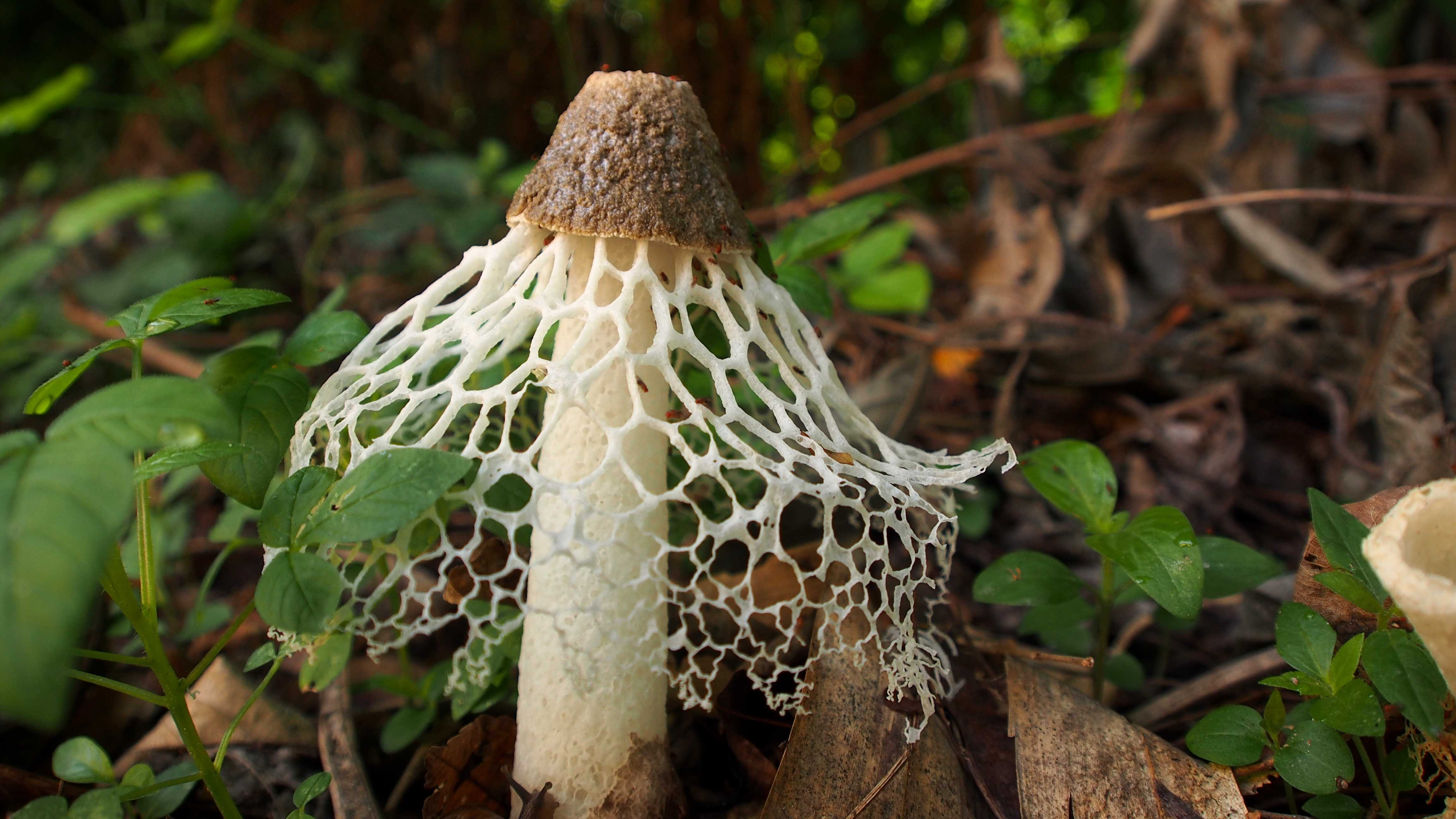 Bridal Veil Stinkhorn A Girlish Mushroom That Loves To Wear skirt CGTN Bridal Veil Stinkhorn A Girlish Mushroom That Loves To Wear skirt CGTN