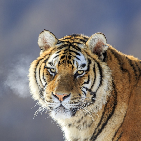 Wild tiger does an unexpected visit to a farm in NE China - CGTN