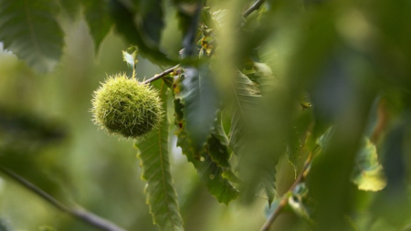 High-tech chestnuts: U.S. to consider genetically altered tree - CGTN