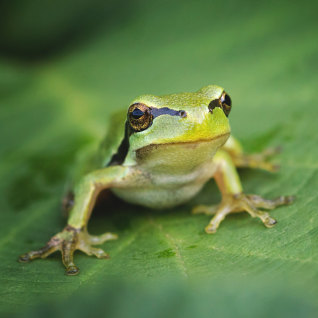 Aussie researchers discover 'parachuting frog' in remote jungles - CGTN