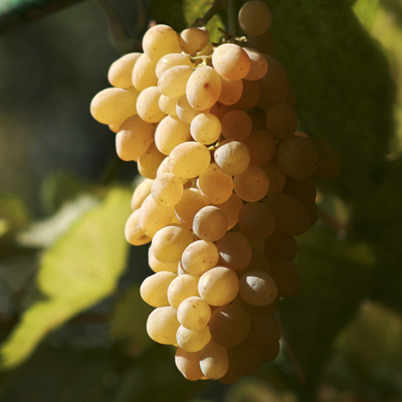 China's Flora Tour: The gems of Xinjiang's flaming desert - CGTN