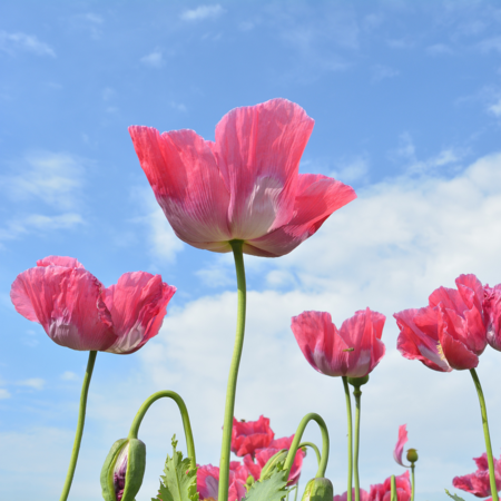 Three plants that can make intoxicating drugs - CGTN