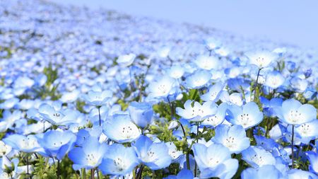 Stunning 'baby blue eyes' flowers bloom in Japan - CGTN