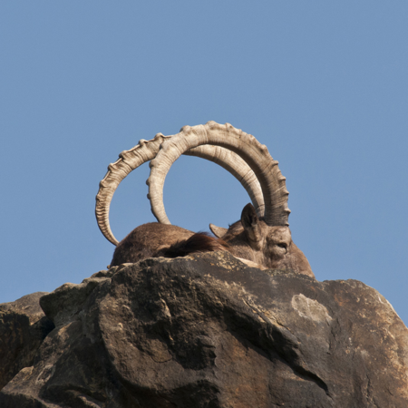 Siberian ibex: The mountain elves that dance on steep cliffs - CGTN